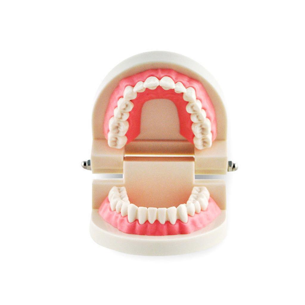 Teeth Teaching Model Standard Teeth Model Adult Teeth Model – UNIQBUY