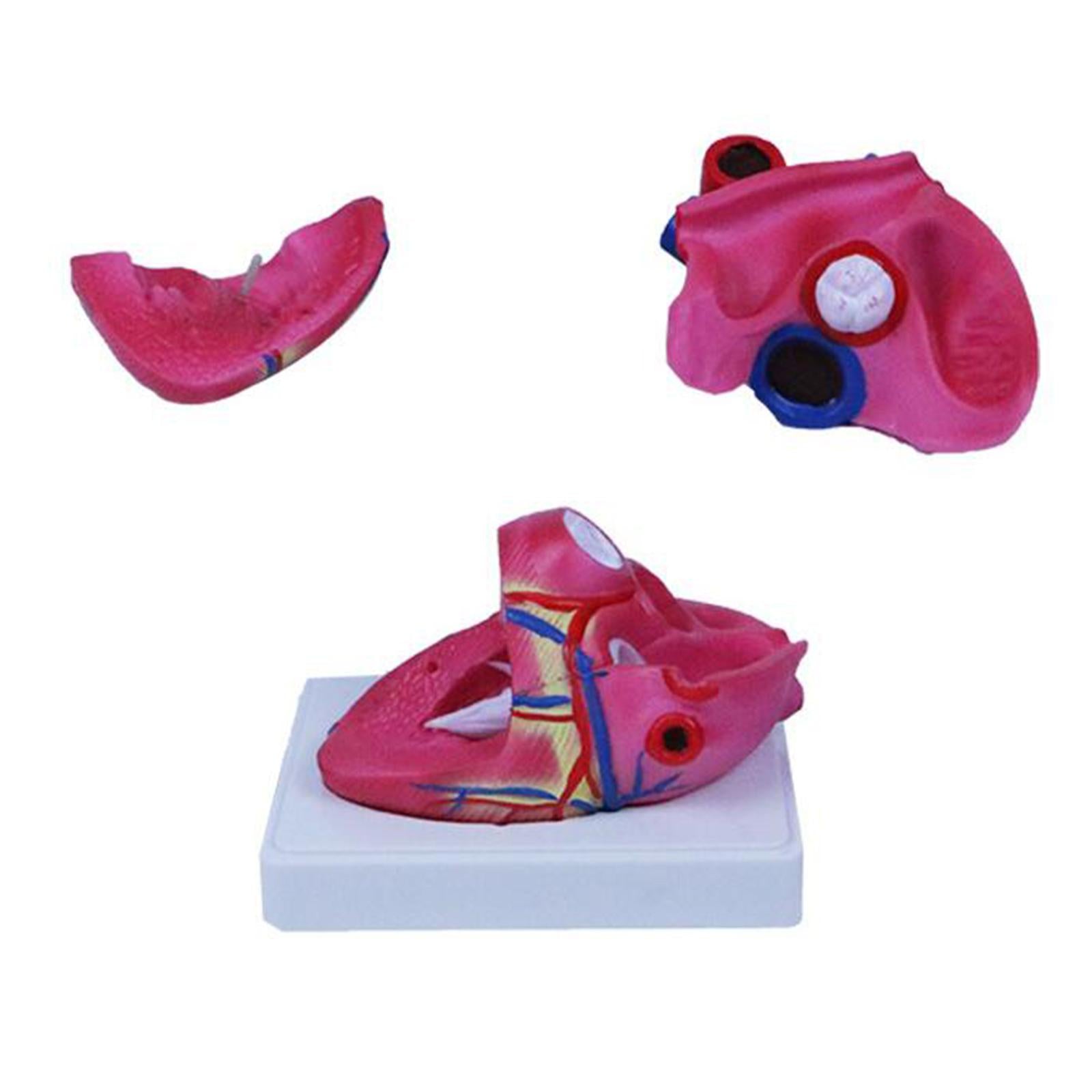 PVC Human Heart Model Display Science Teaching Learning Educational St ...