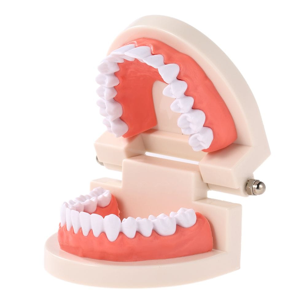 Dental Child Teeth Teaching Model Adult Teeth Gums Standard – UNIQBUY